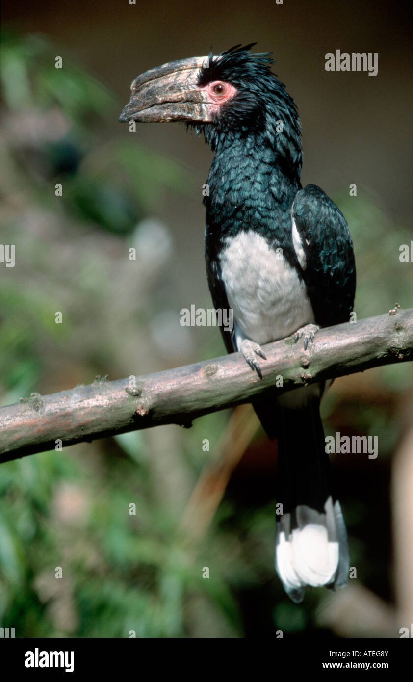 Trompeter hi-res stock photography and images - Alamy