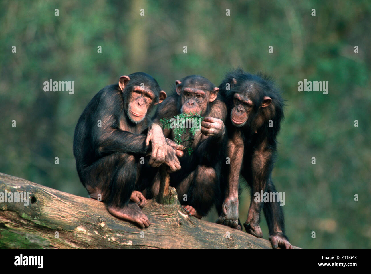 Chimpanzee / Chimpy Stock Photo - Alamy