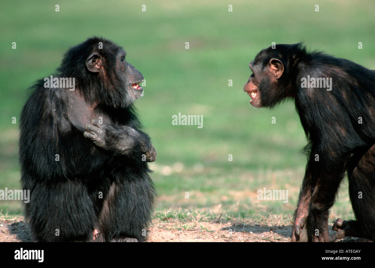 Chimpanzee / Chimpy Stock Photo - Alamy