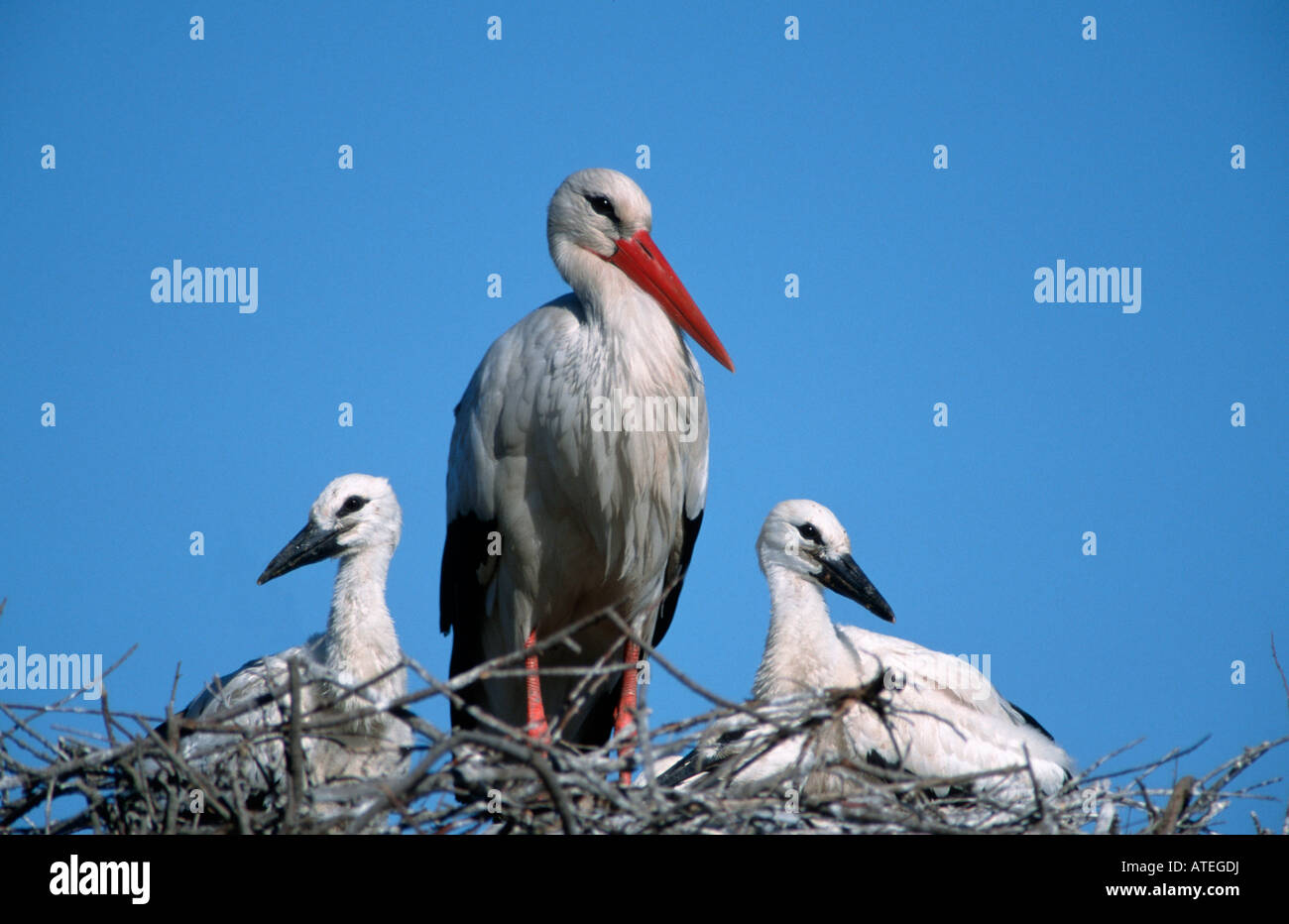White stork with youngs at nest hi-res stock photography and images - Alamy