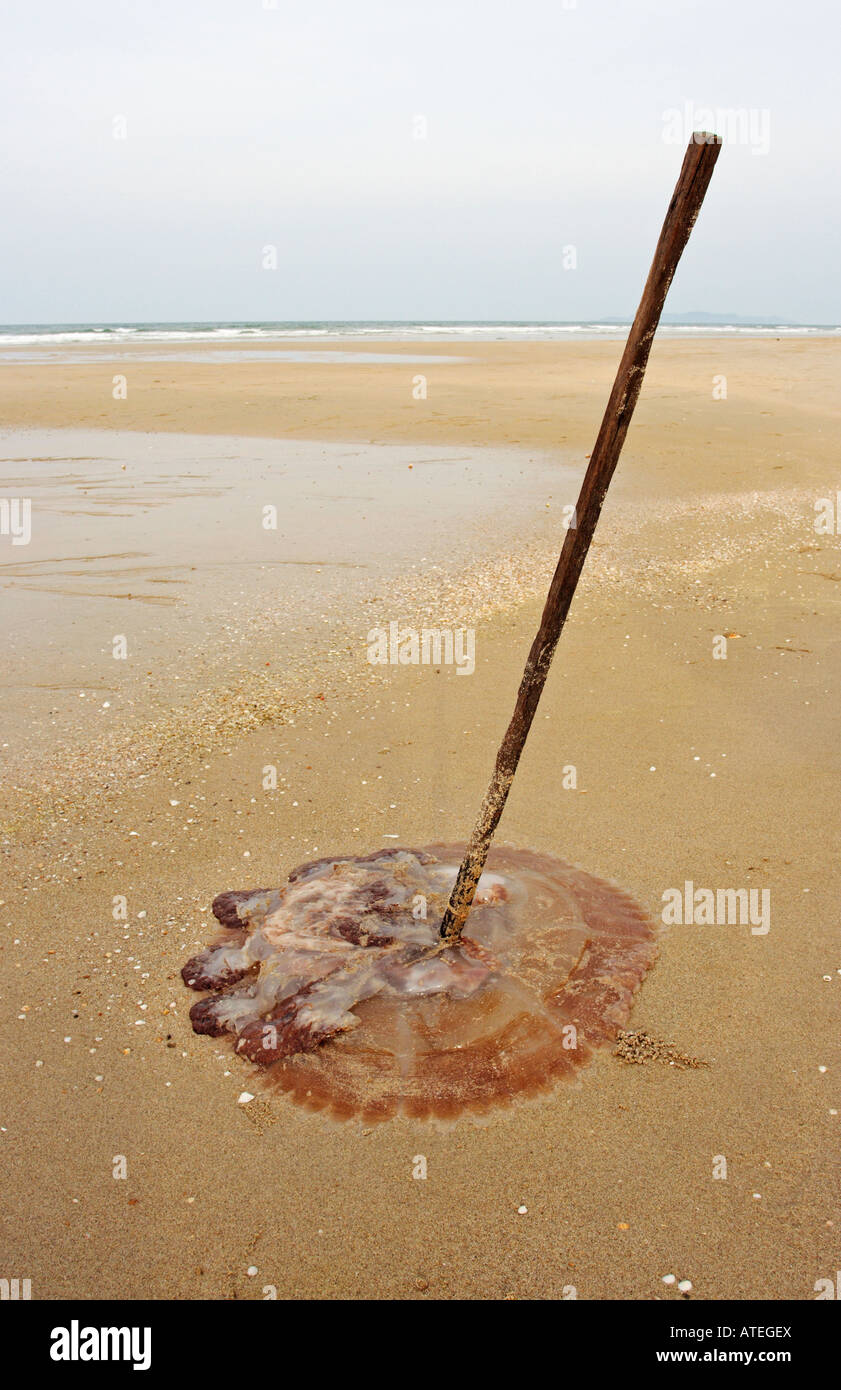 Impaled rod hi-res stock photography and images - Alamy