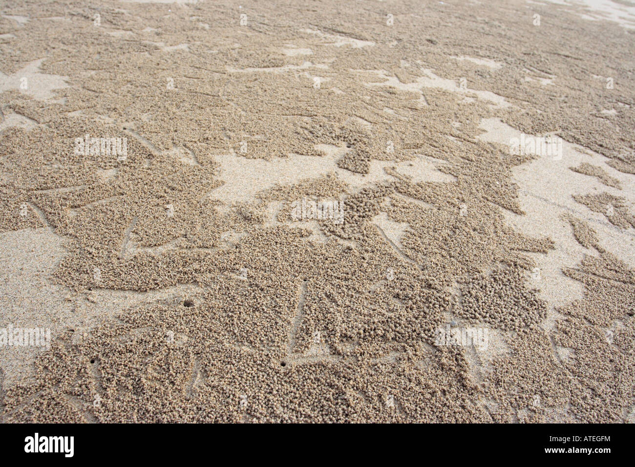 Sand bubble crabs creating millions of sand balls on the beach in ...
