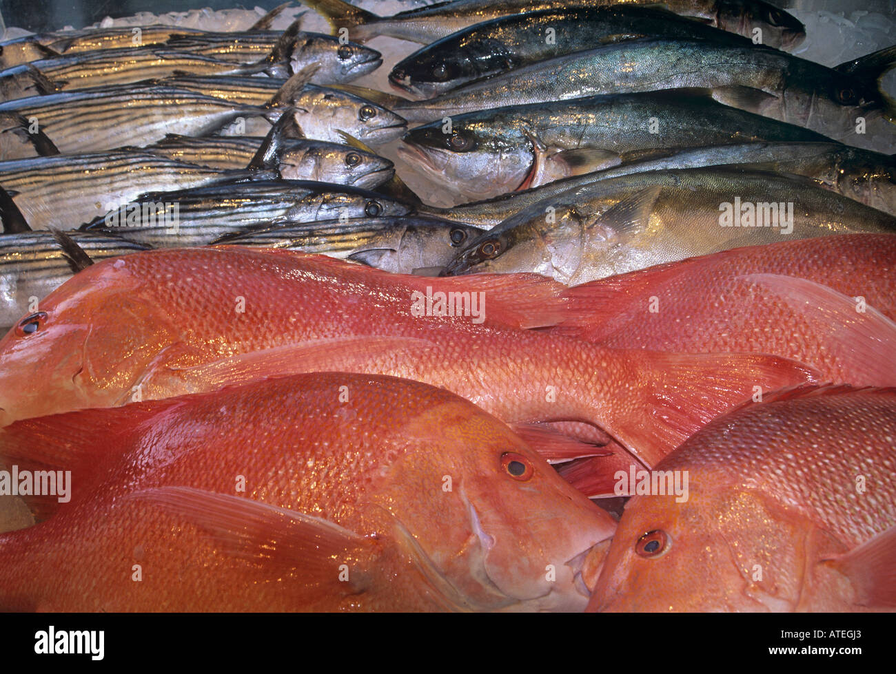 A table load of freshly caught fish on display at a Sydney Fish Market ...