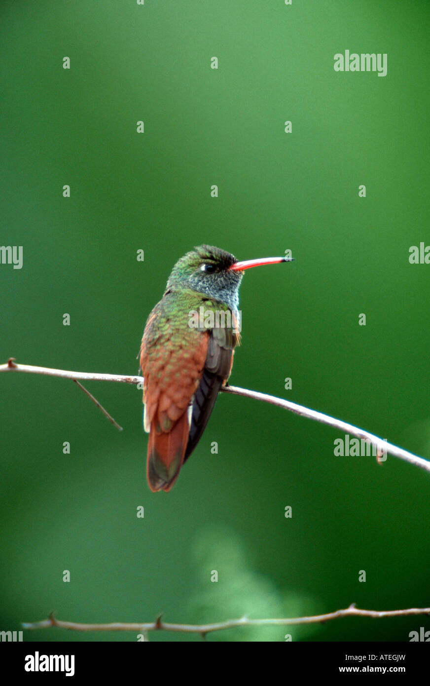 Buff bellied hummingbird hi-res stock photography and images - Alamy