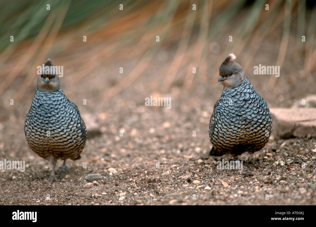 Scaled quail hi-res stock photography and images - Alamy