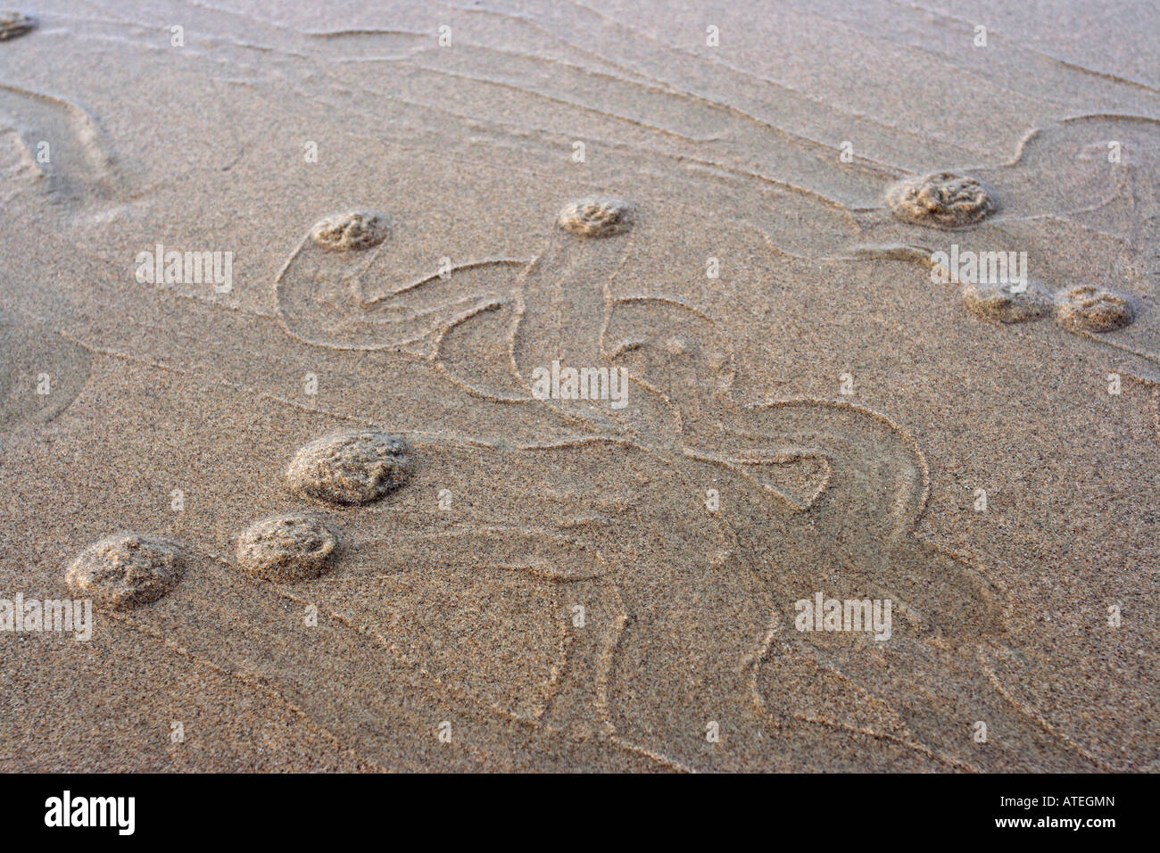 Mollusc making tracks on the beach at low tide Stock Photo - Alamy