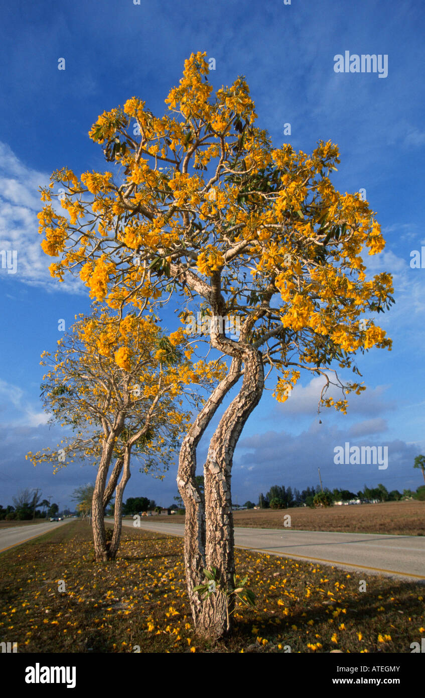 Trumpet tree trees hi-res stock photography and images - Alamy