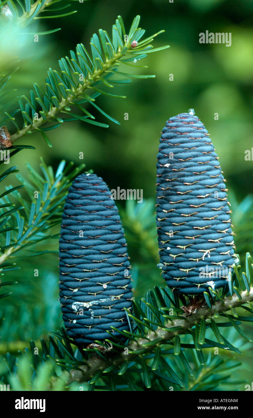 Common silver fir hi-res stock photography and images - Alamy