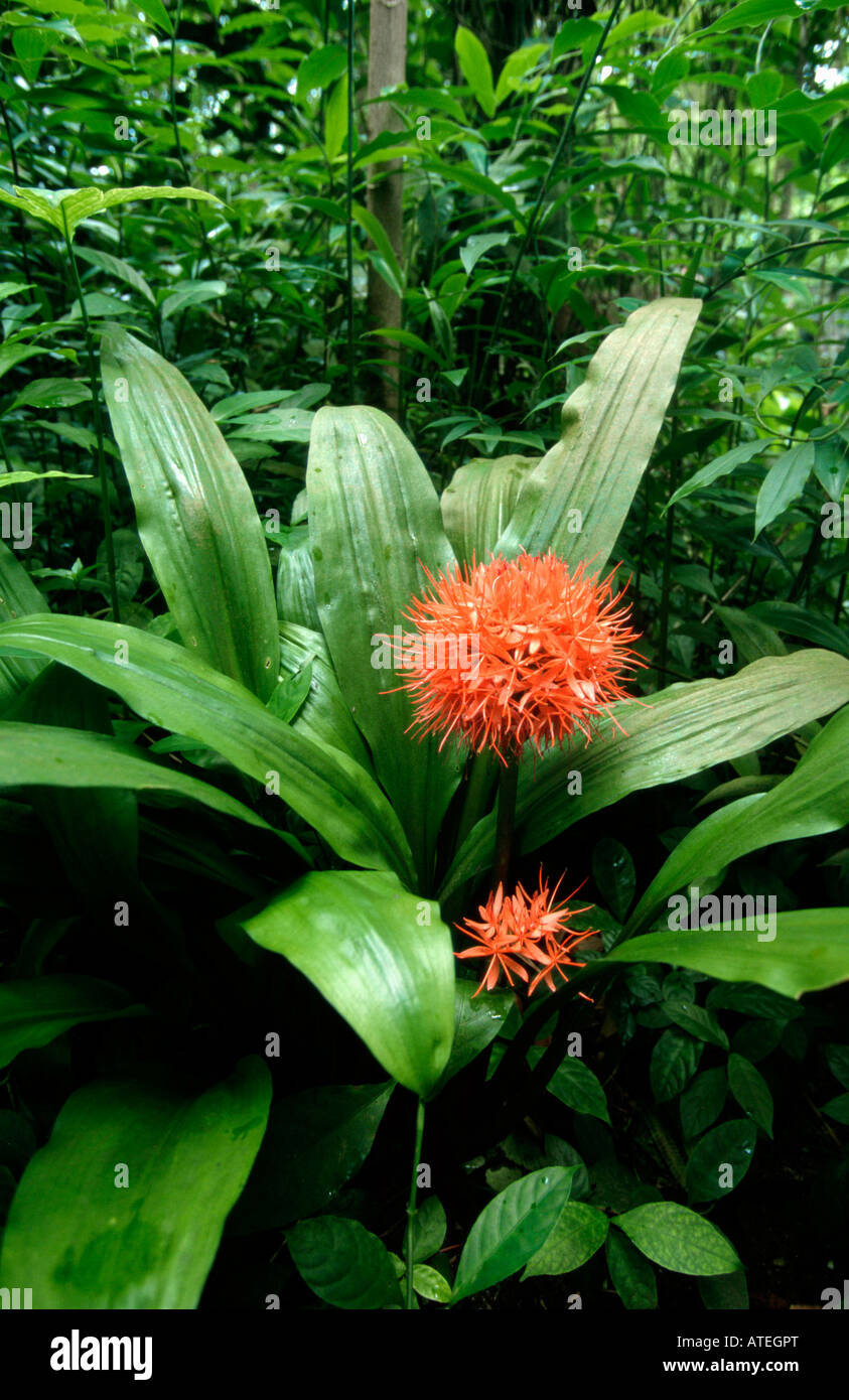 Rose of venezuela hi-res stock photography and images - Alamy