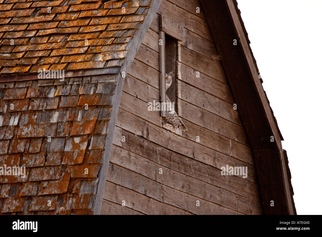 Great Horned Owl in barn window in Saskatchewan Stock Photo - Alamy
