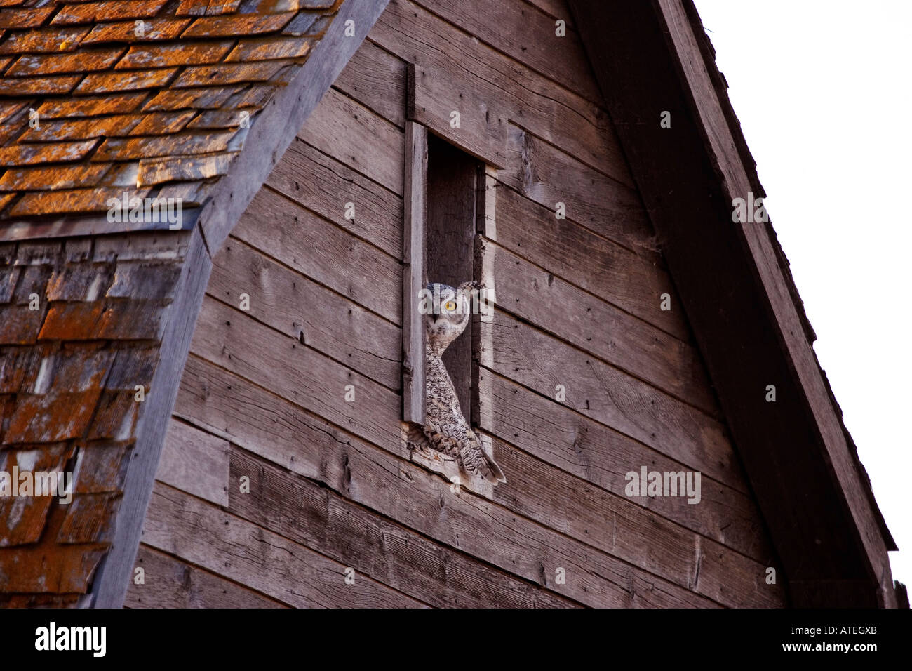 Great Horned Owl in barn window in Saskatchewan Stock Photo - Alamy