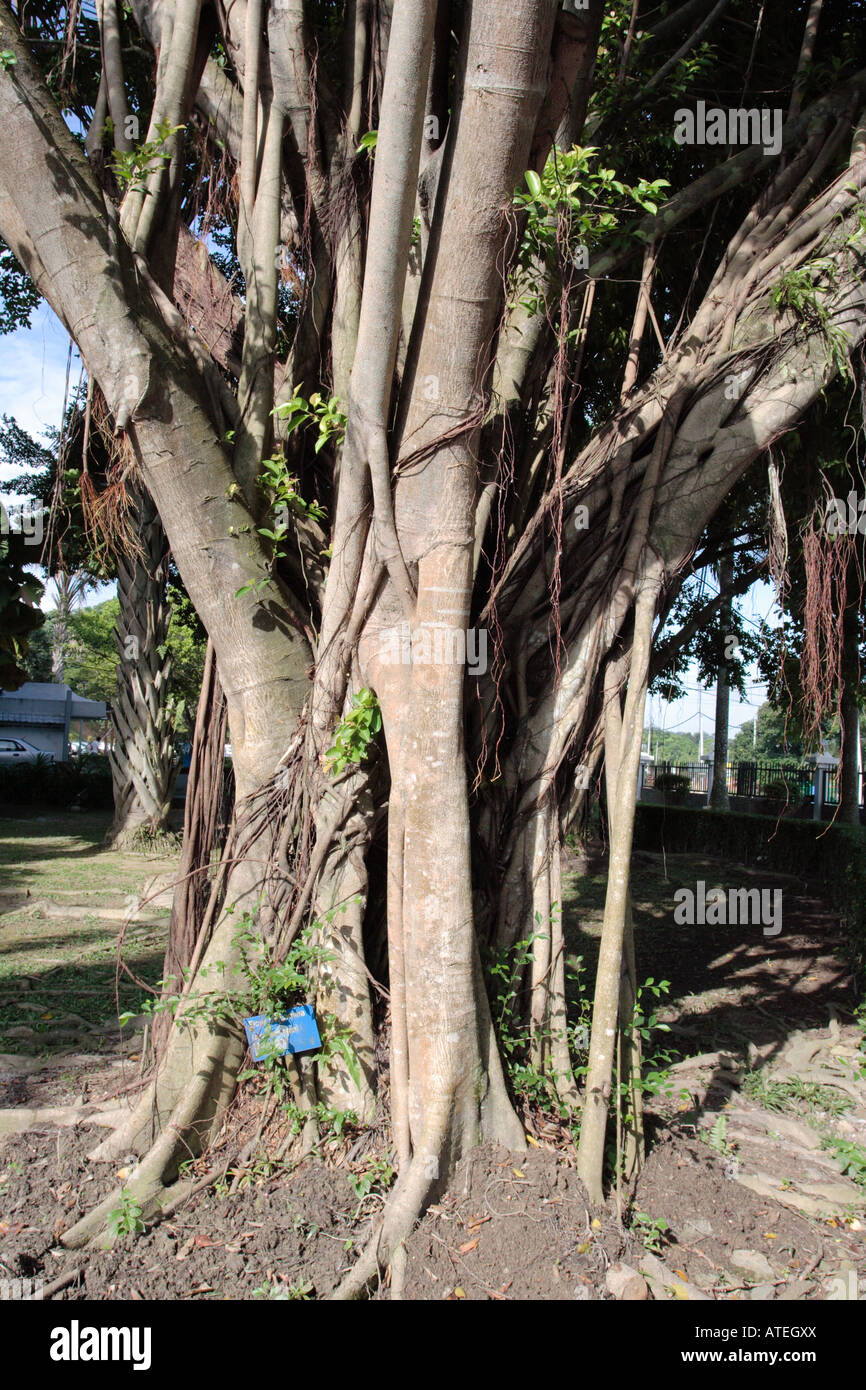 Tree With Roots And Branches