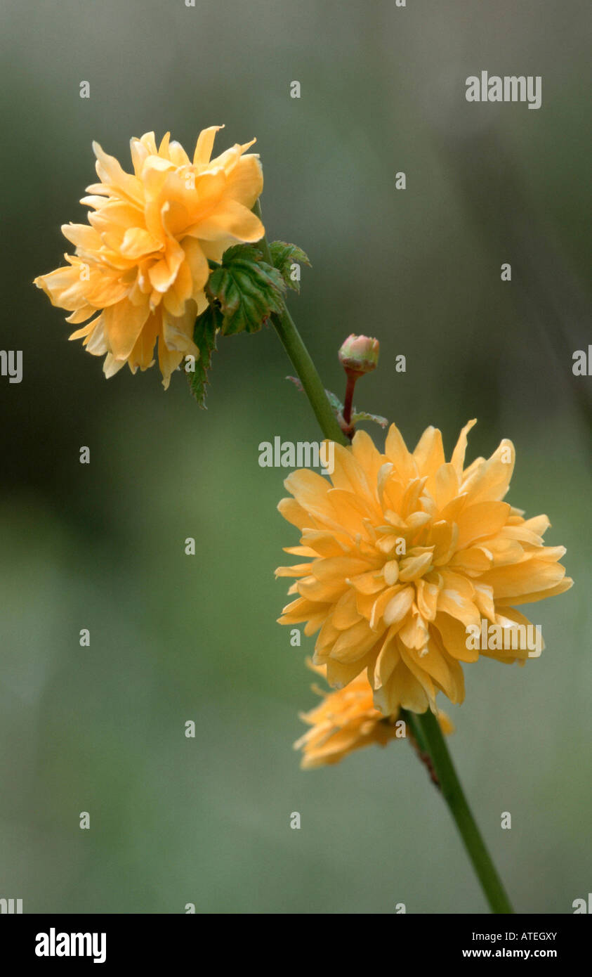 Double flowering hi-res stock photography and images - Alamy