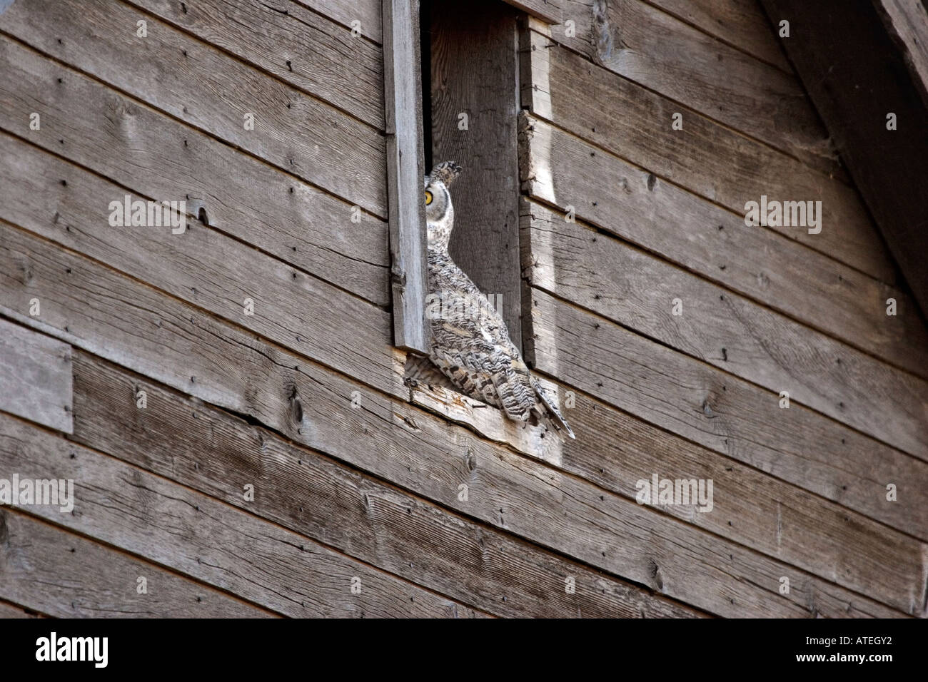 Great Horned Owl in barn window in Saskatchewan Stock Photo - Alamy
