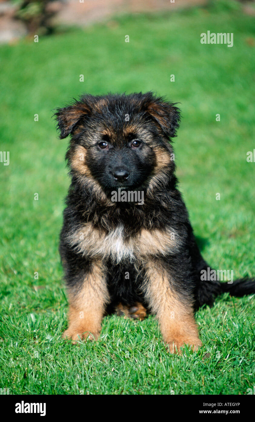 German Shepherd Dog/ Alsatian Stock Photo - Alamy
