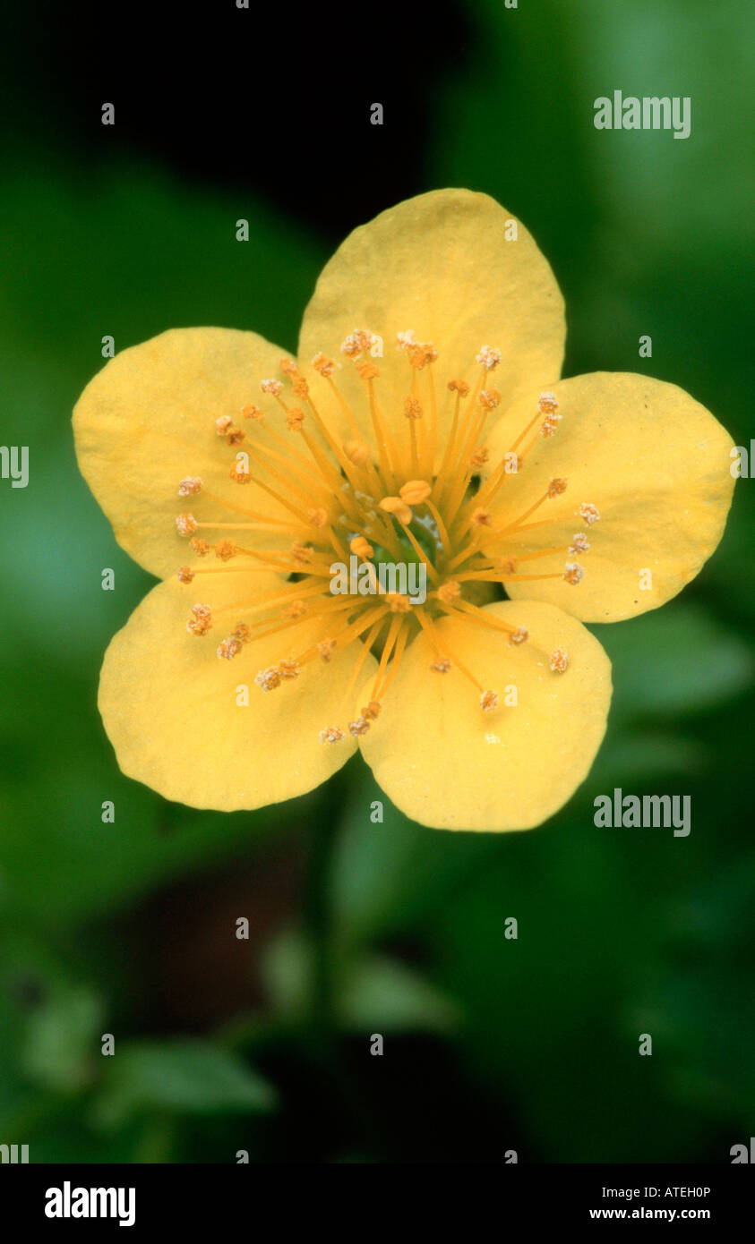 Upright cinquefoil hi-res stock photography and images - Alamy