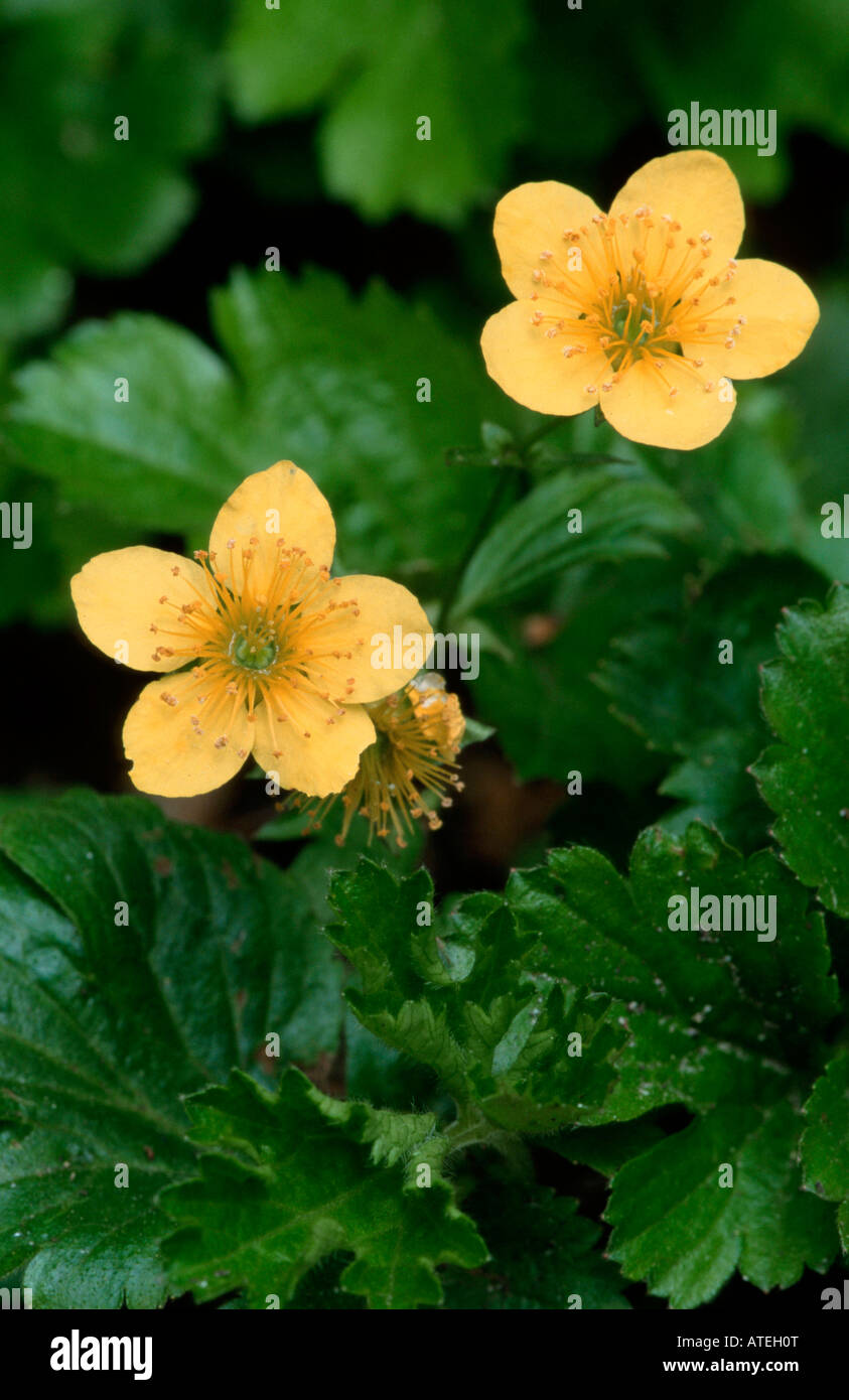 Cinquefoil vertical hi-res stock photography and images - Alamy