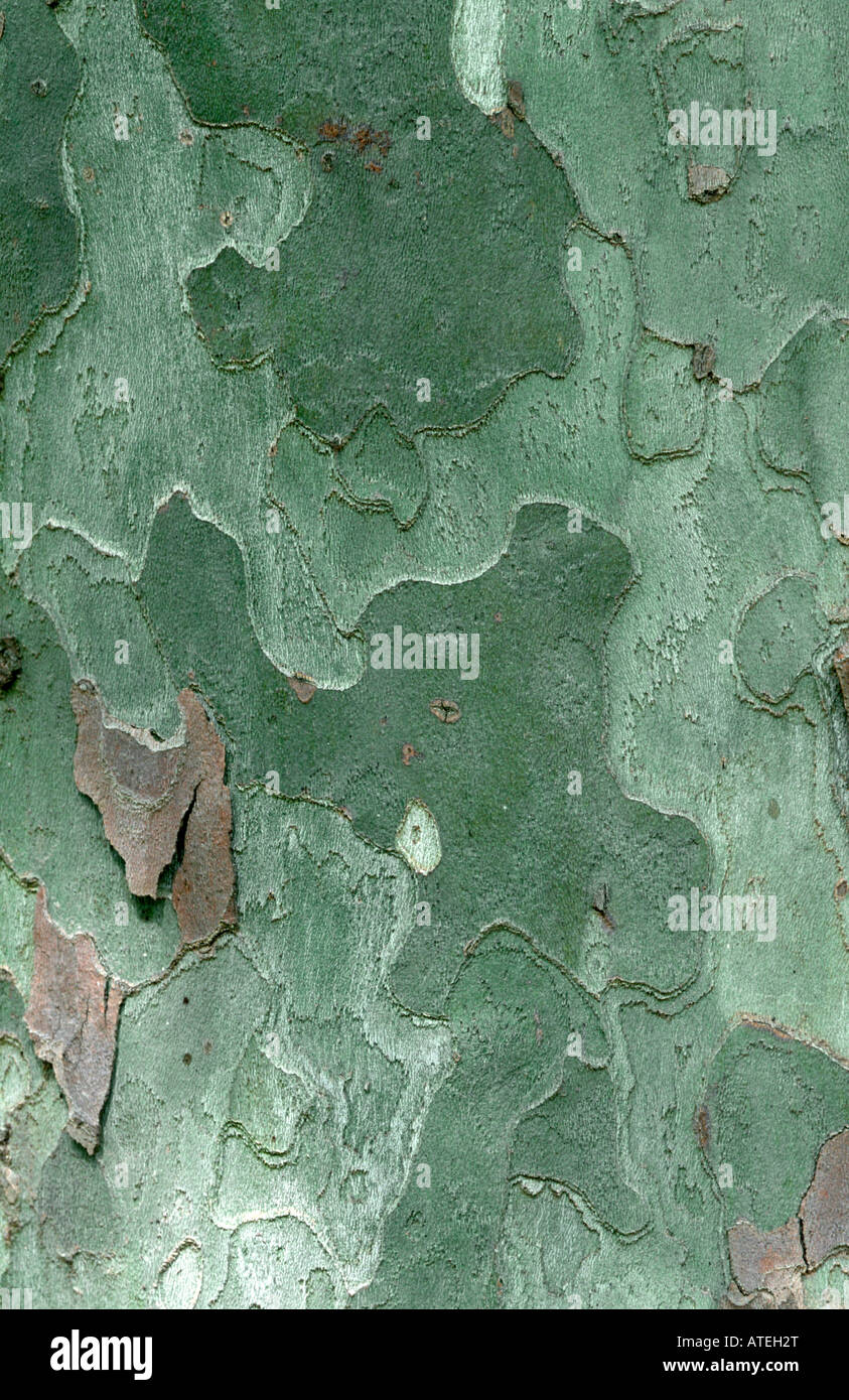 London Planetree Stock Photo - Alamy