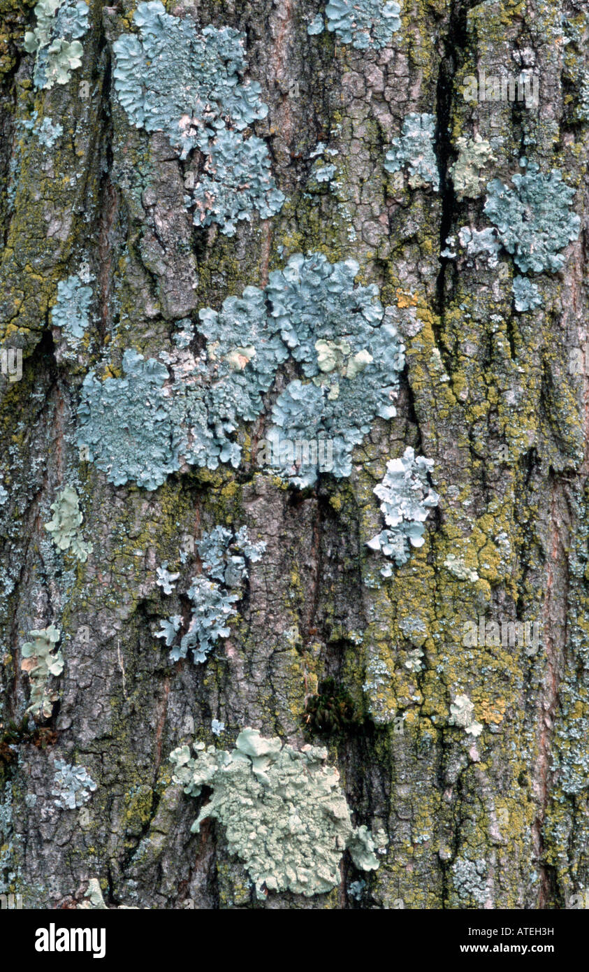 Lichen on oak bark Stock Photo - Alamy