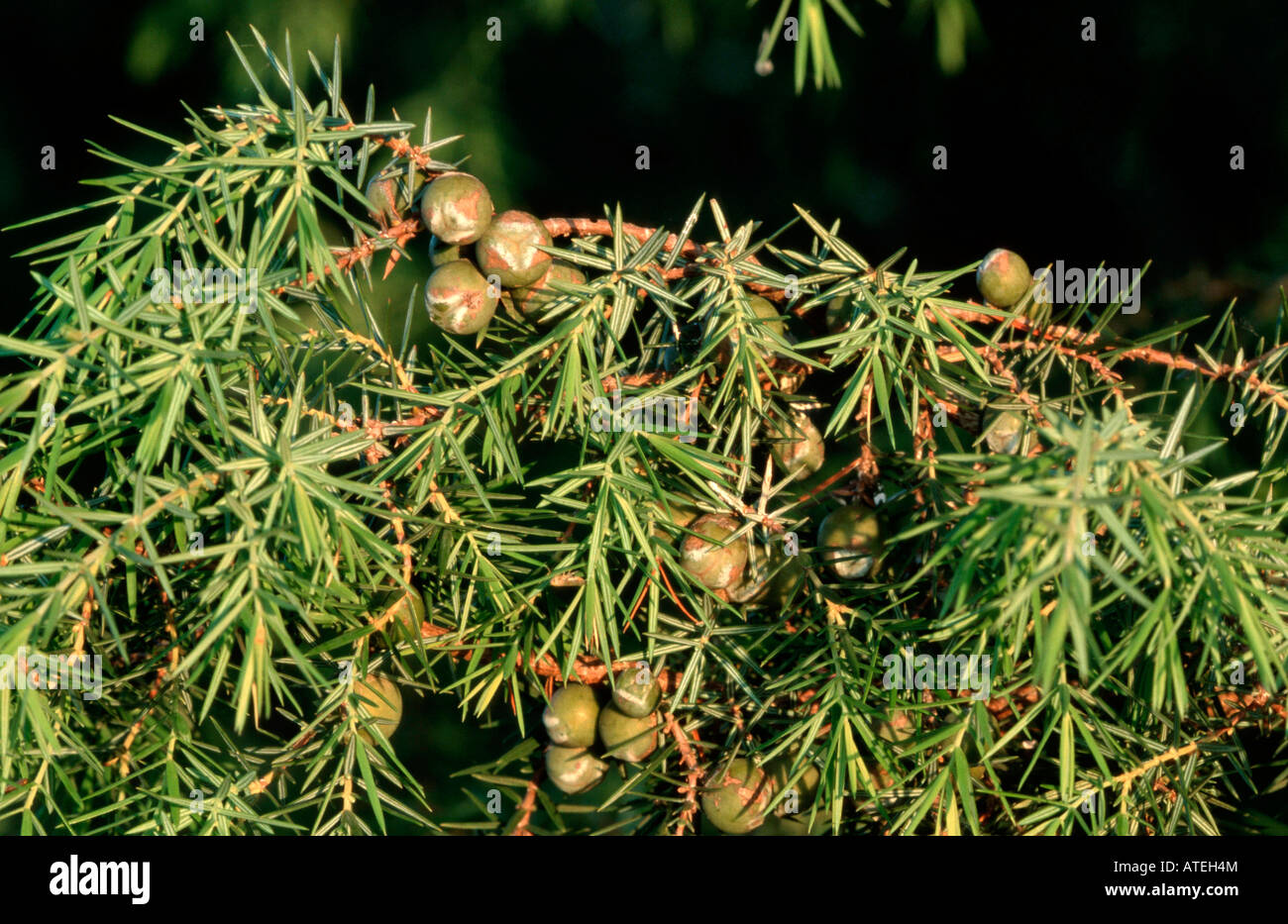Juniper shrubs hi-res stock photography and images - Alamy
