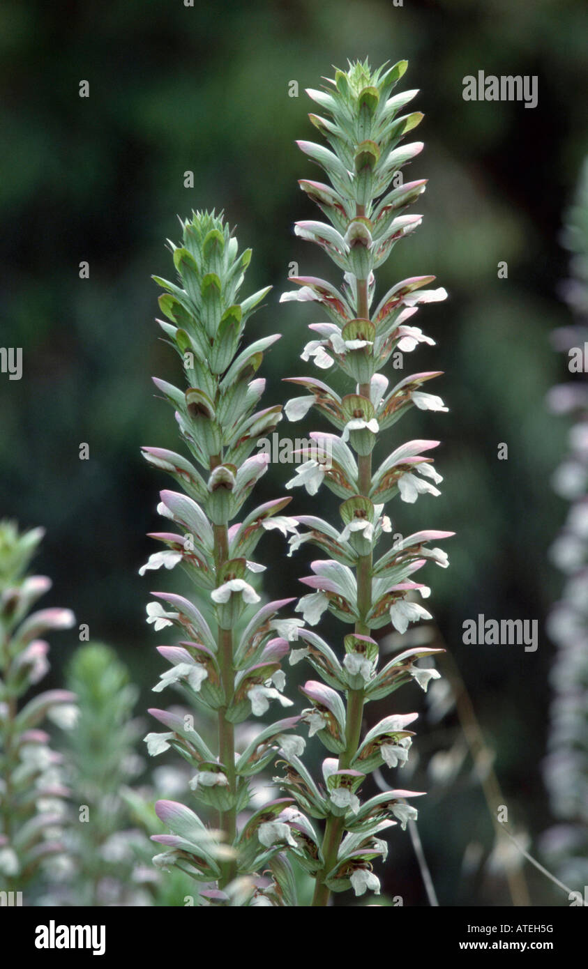 Upright acanthus hi-res stock photography and images - Alamy