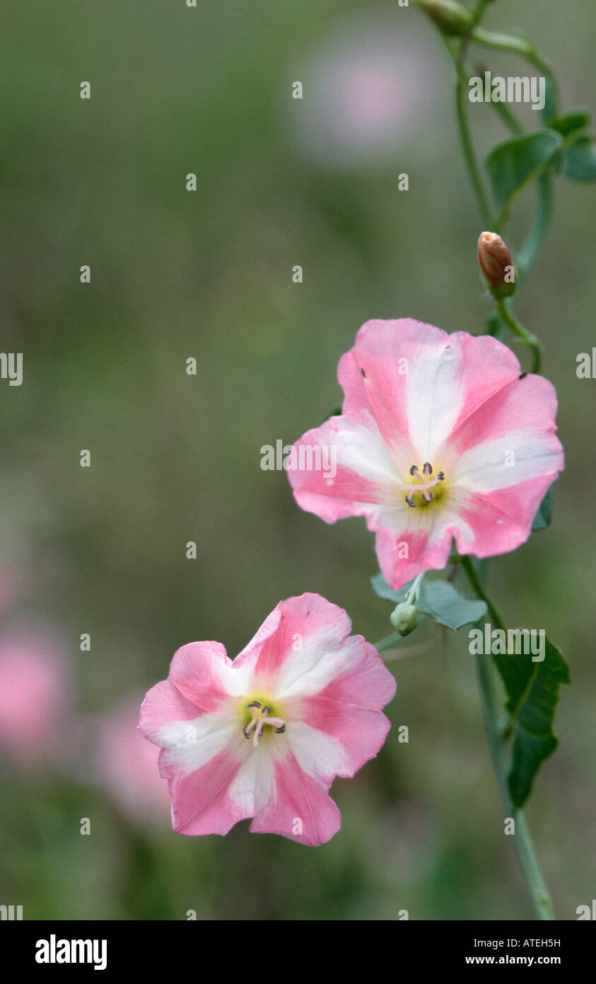 Upright bindweed hi-res stock photography and images - Alamy