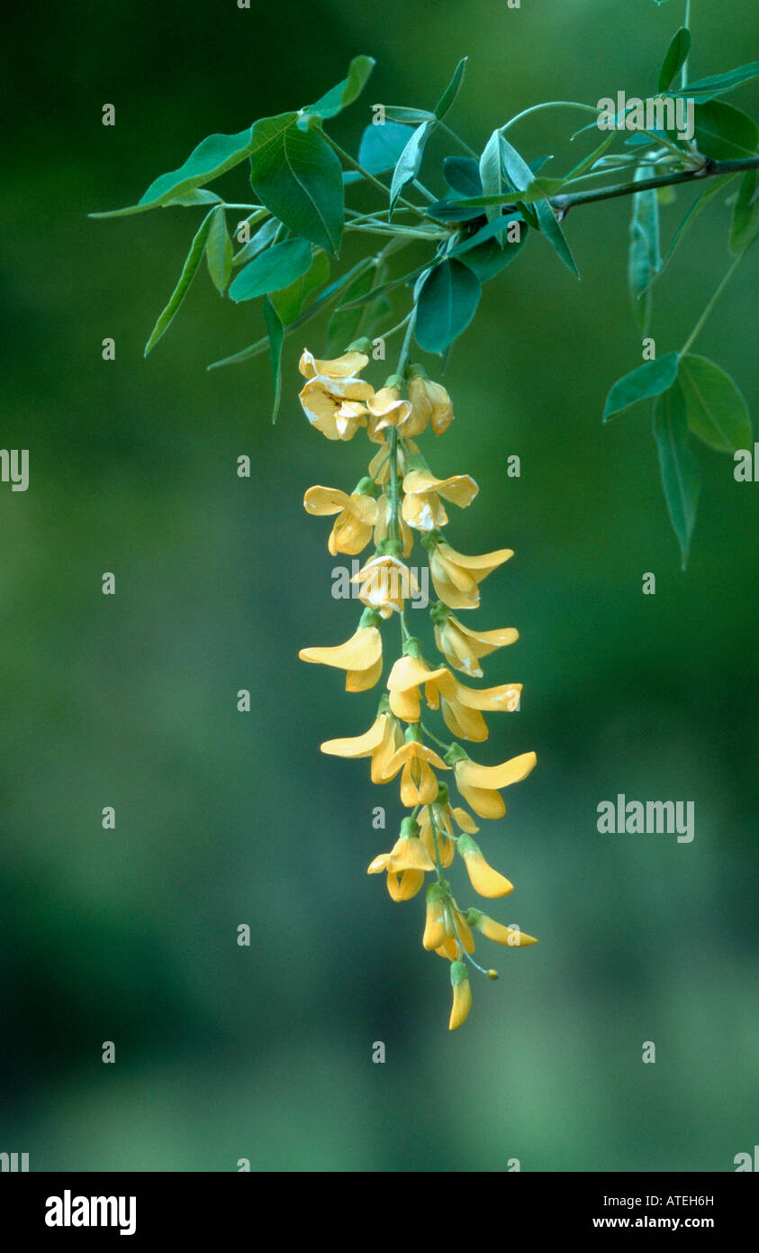 Laburnum vulgare hi-res stock photography and images - Alamy