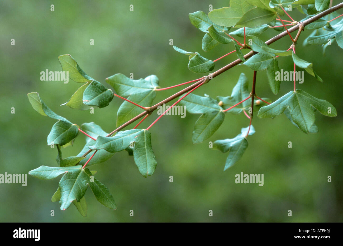 Acer monspessulanum montpellier maple hi-res stock photography and ...