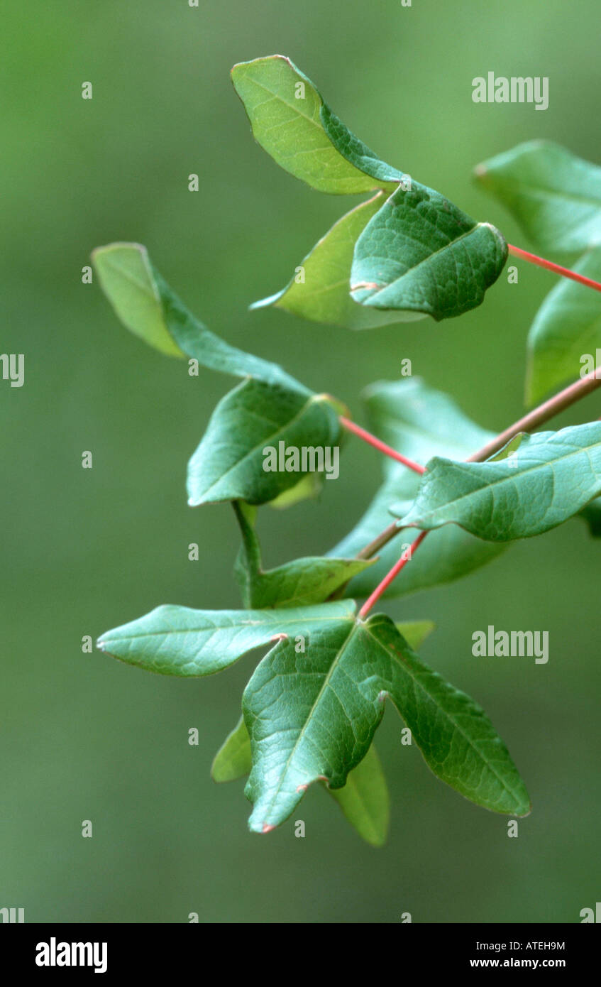Montpellier maple acer monspessulanum hi-res stock photography and ...