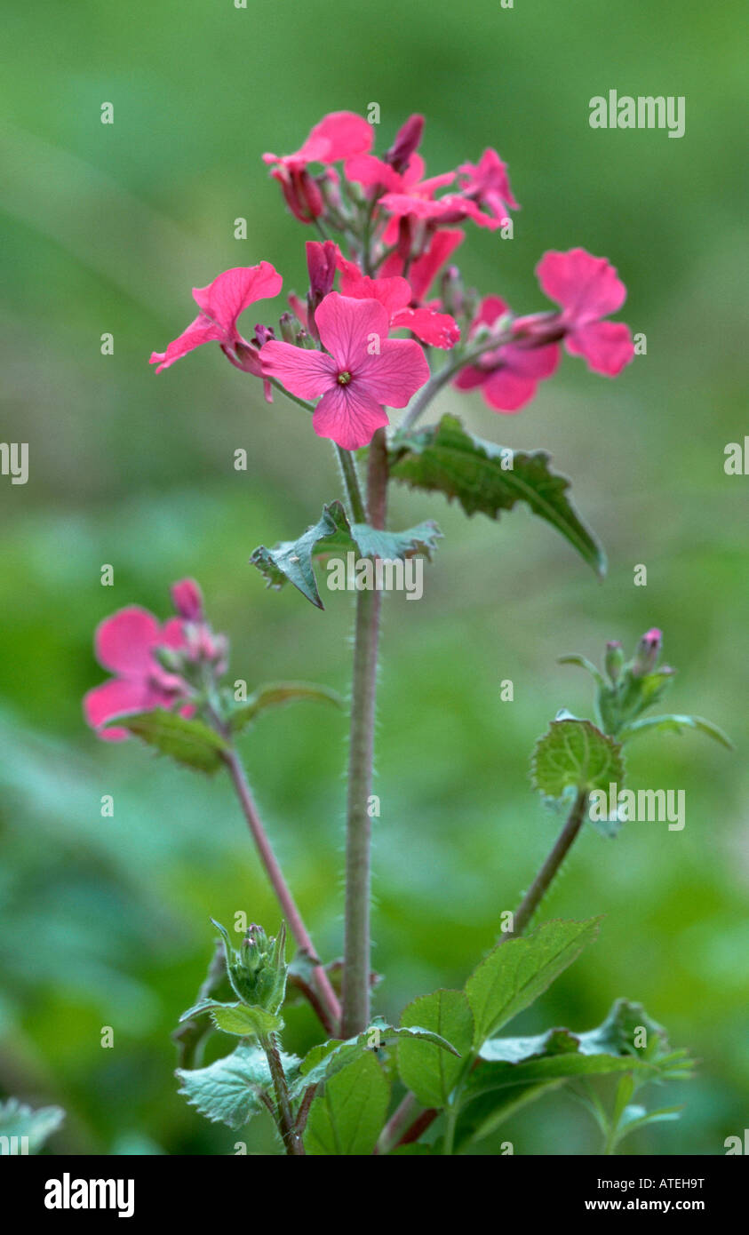 Sweet rocket hesperis matronalis hi-res stock photography and images ...