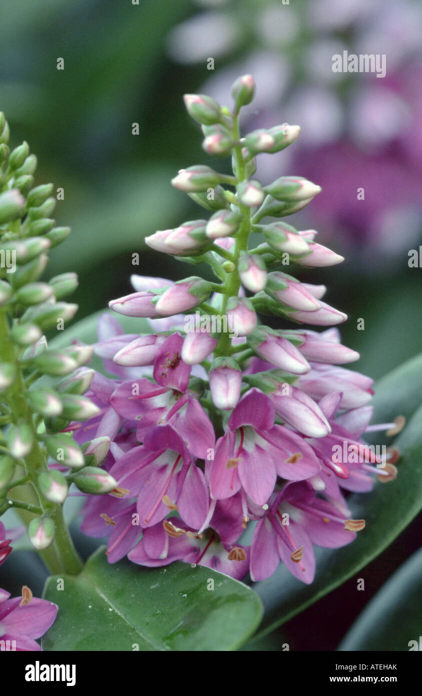 Hebe X Andersonii High Resolution Stock Photography and Images - Alamy