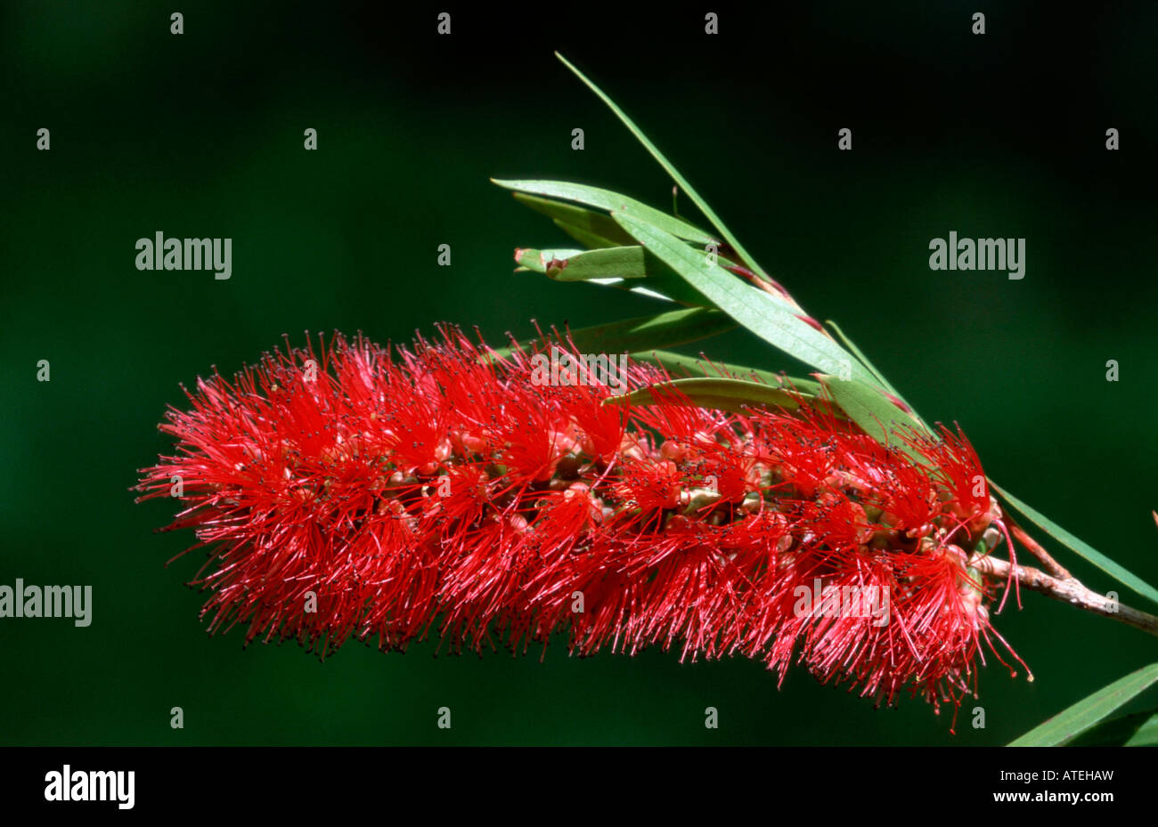 Common Red Bottlebrush Stock Photo - Alamy