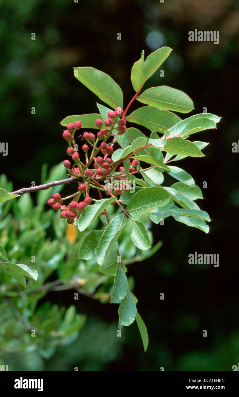 Turpentine Tree / Terebinthe Stock Photo - Alamy