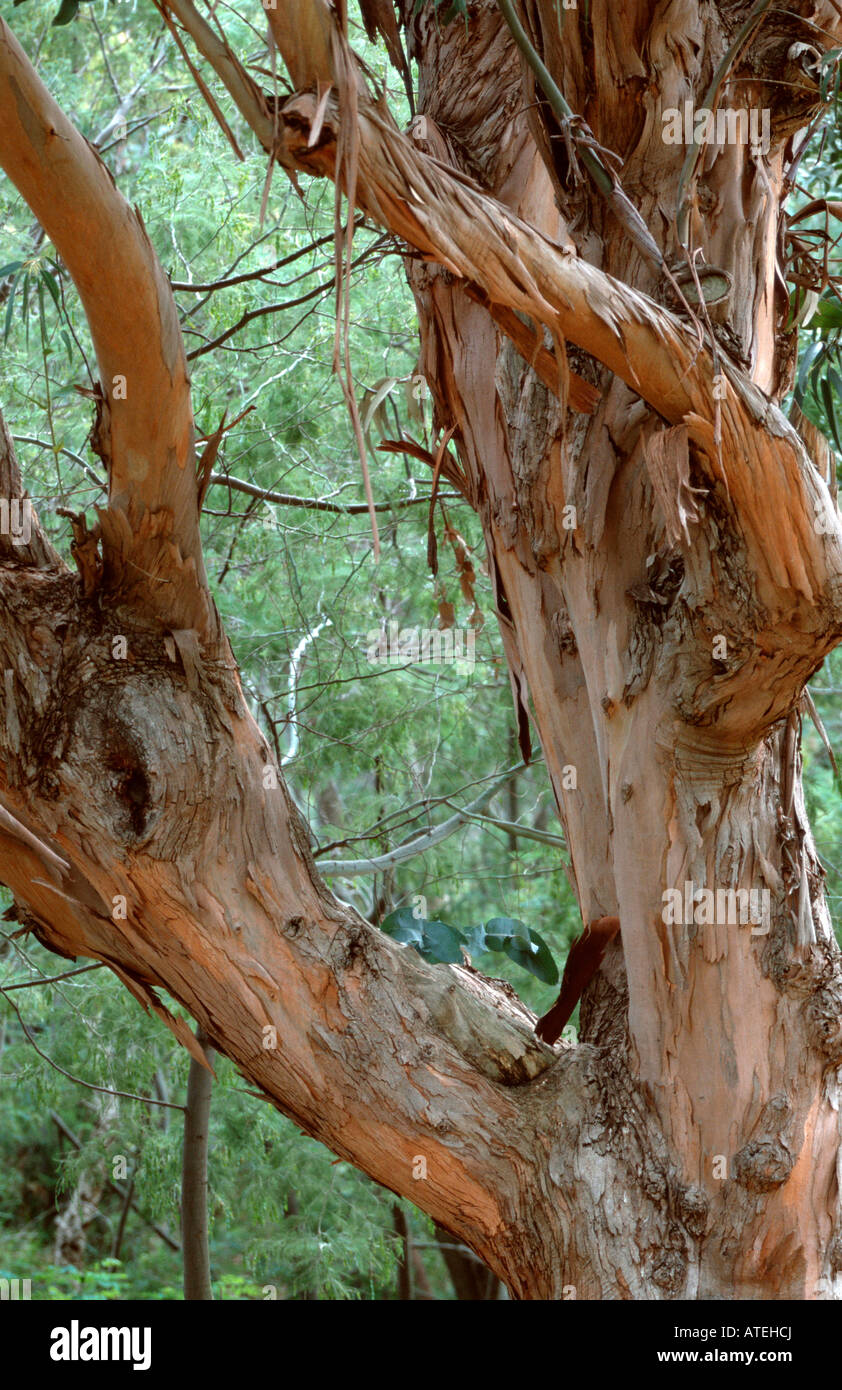 Tasmanian Blue Gum Stock Photo - Alamy