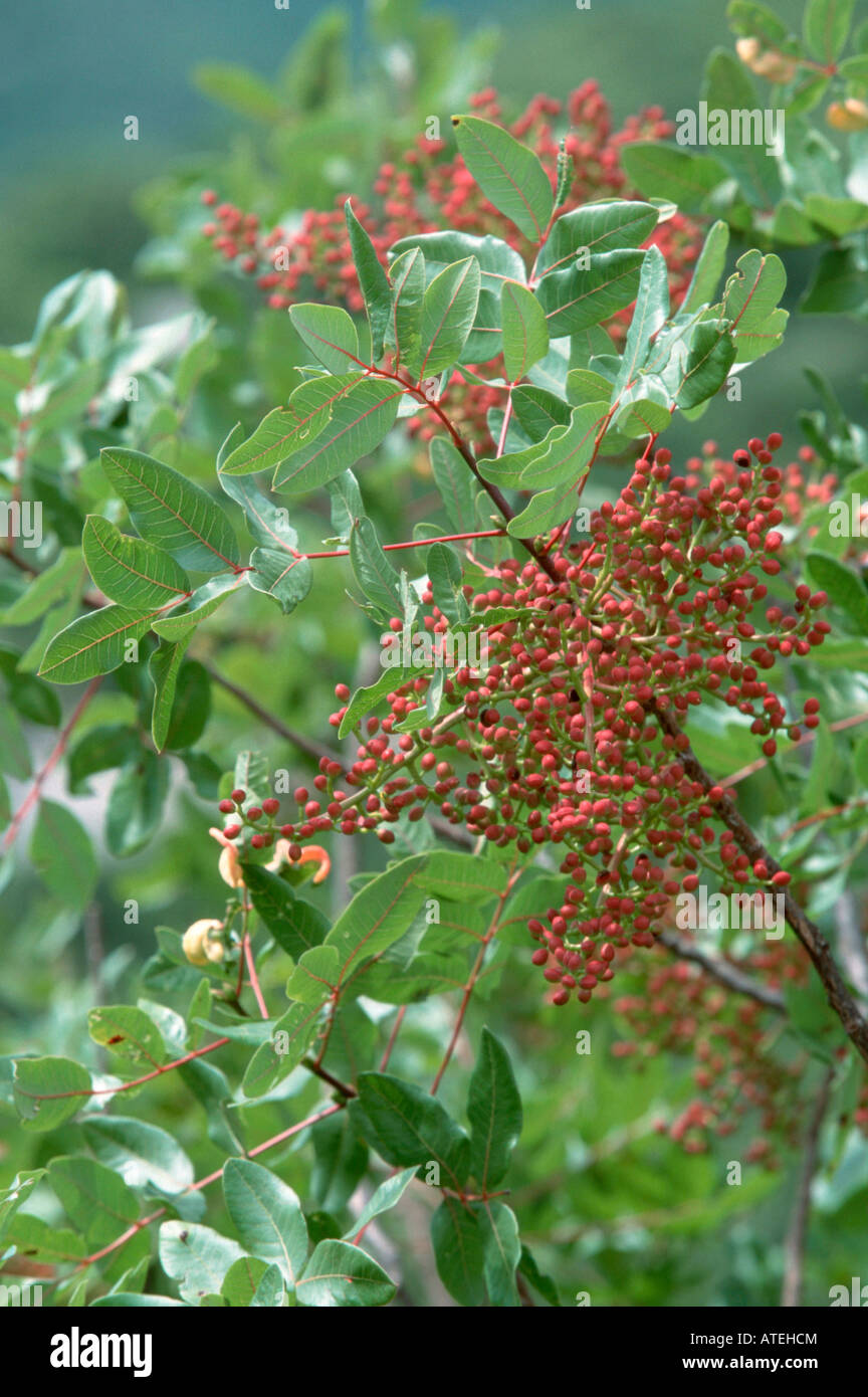 Turpentine Tree Stock Photo: 16294243 - Alamy