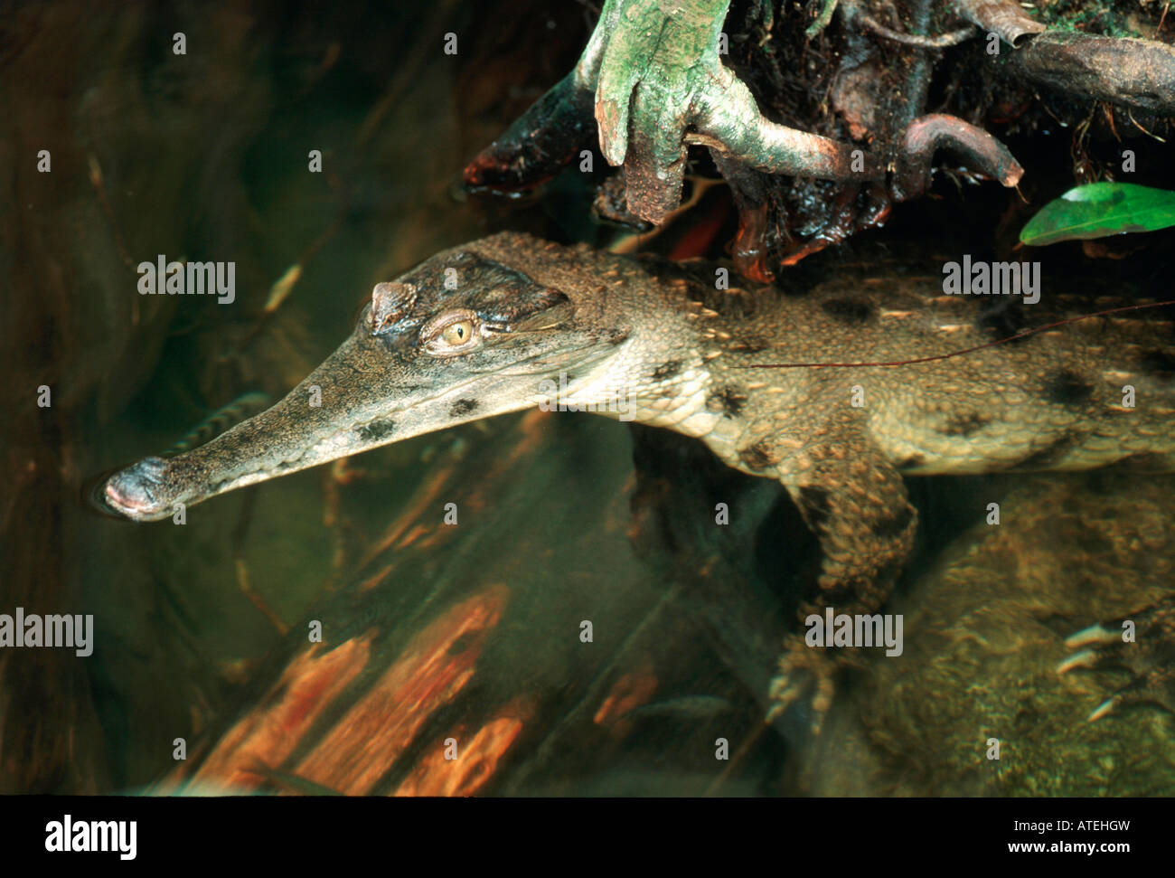 African slender snouted crocodile hi-res stock photography and images ...