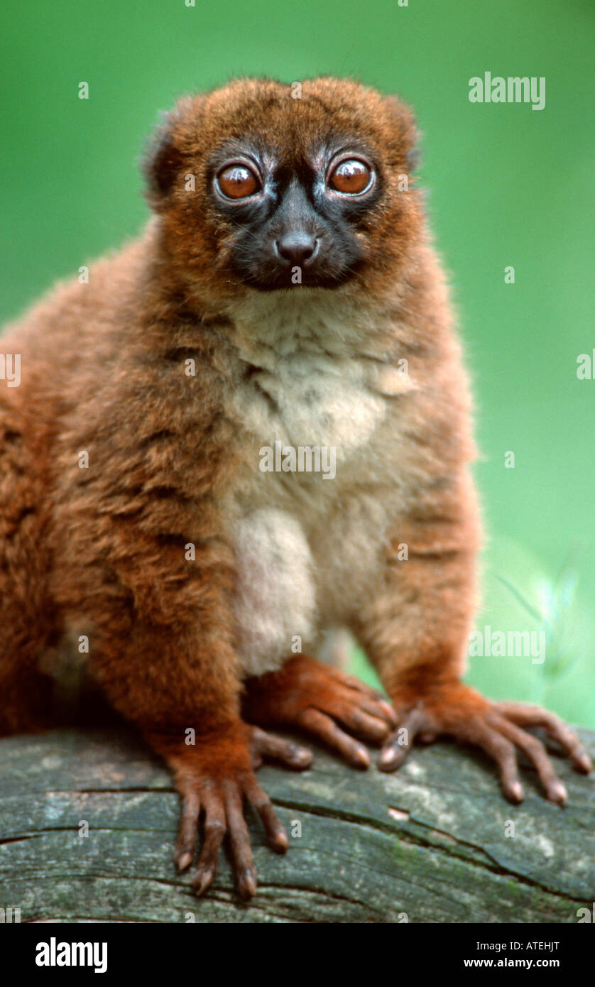 Red bellied lemur sitting hi-res stock photography and images - Alamy