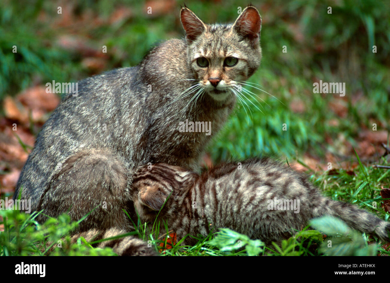 Young european wildcat sitting hi-res stock photography and images - Alamy