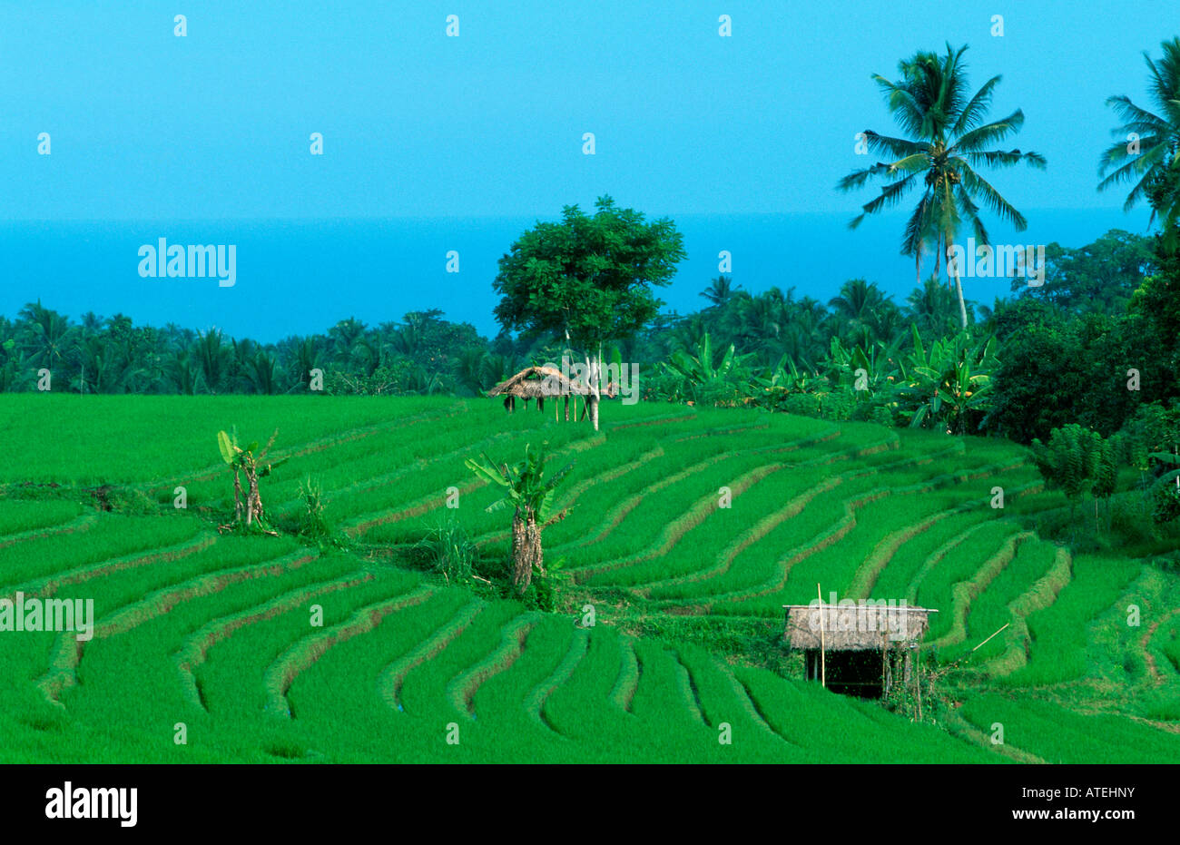 Rice Terrace / Rice field Stock Photo - Alamy