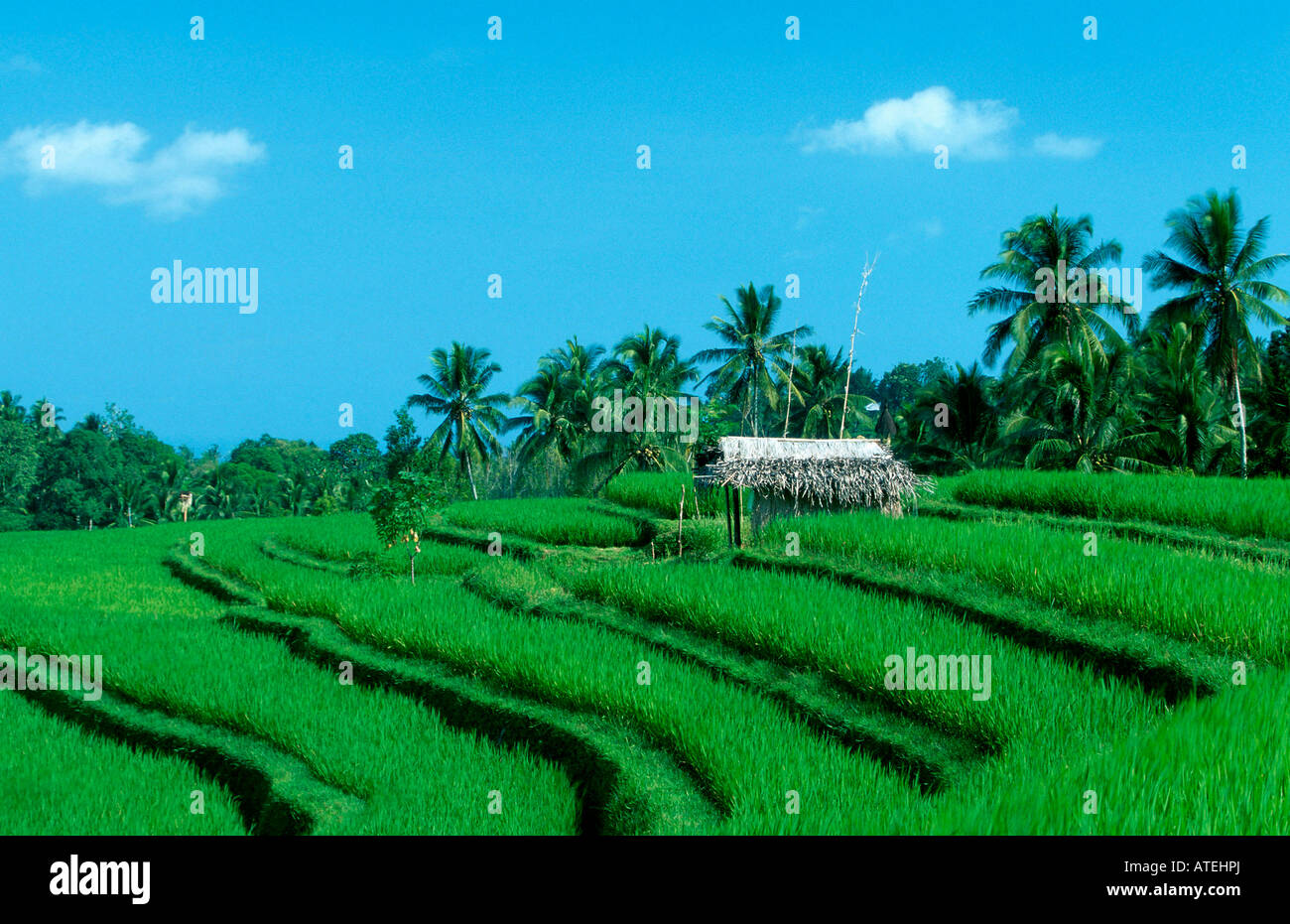 Rice Terrace / Rice field Stock Photo - Alamy