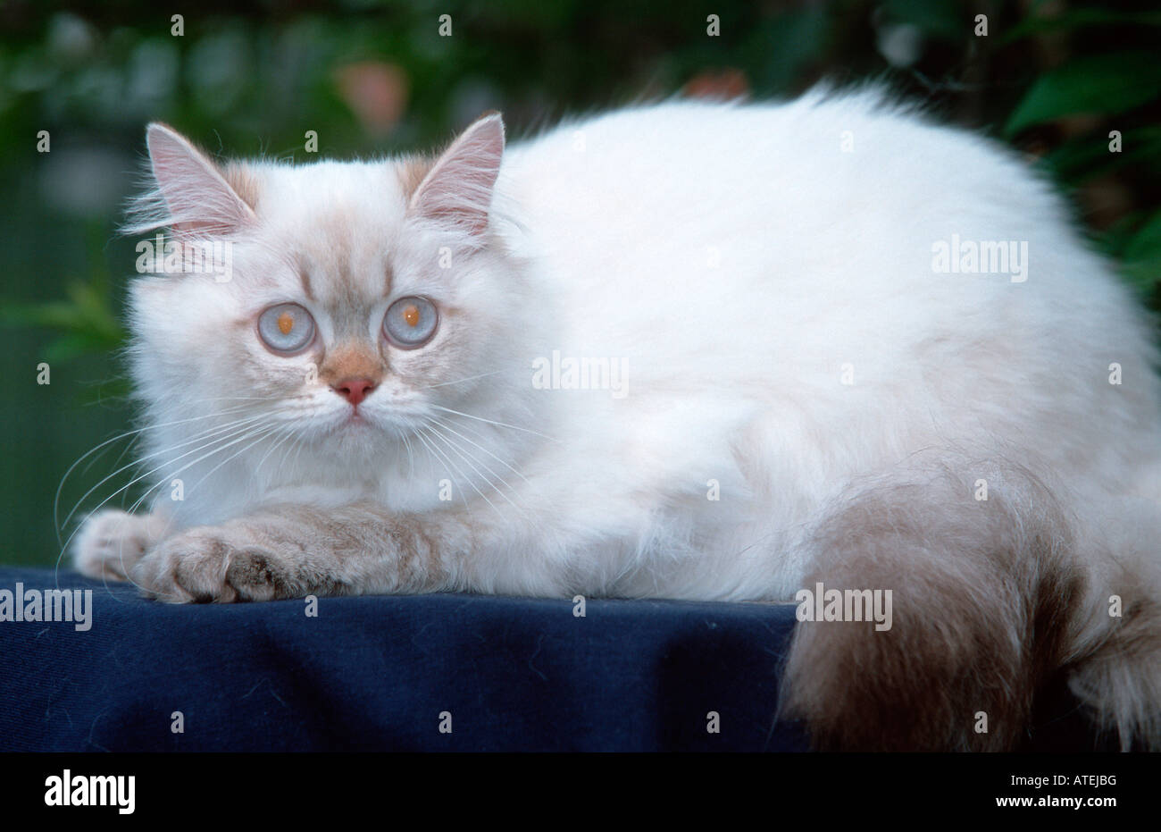 Colorpoint longhair hi-res stock photography and images - Alamy