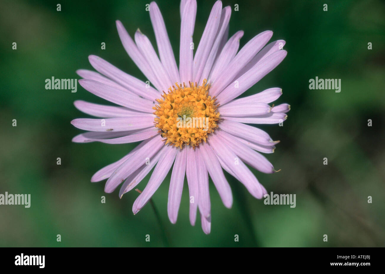 Alpine Aster / Blue Alpine Daisy Stock Photo - Alamy