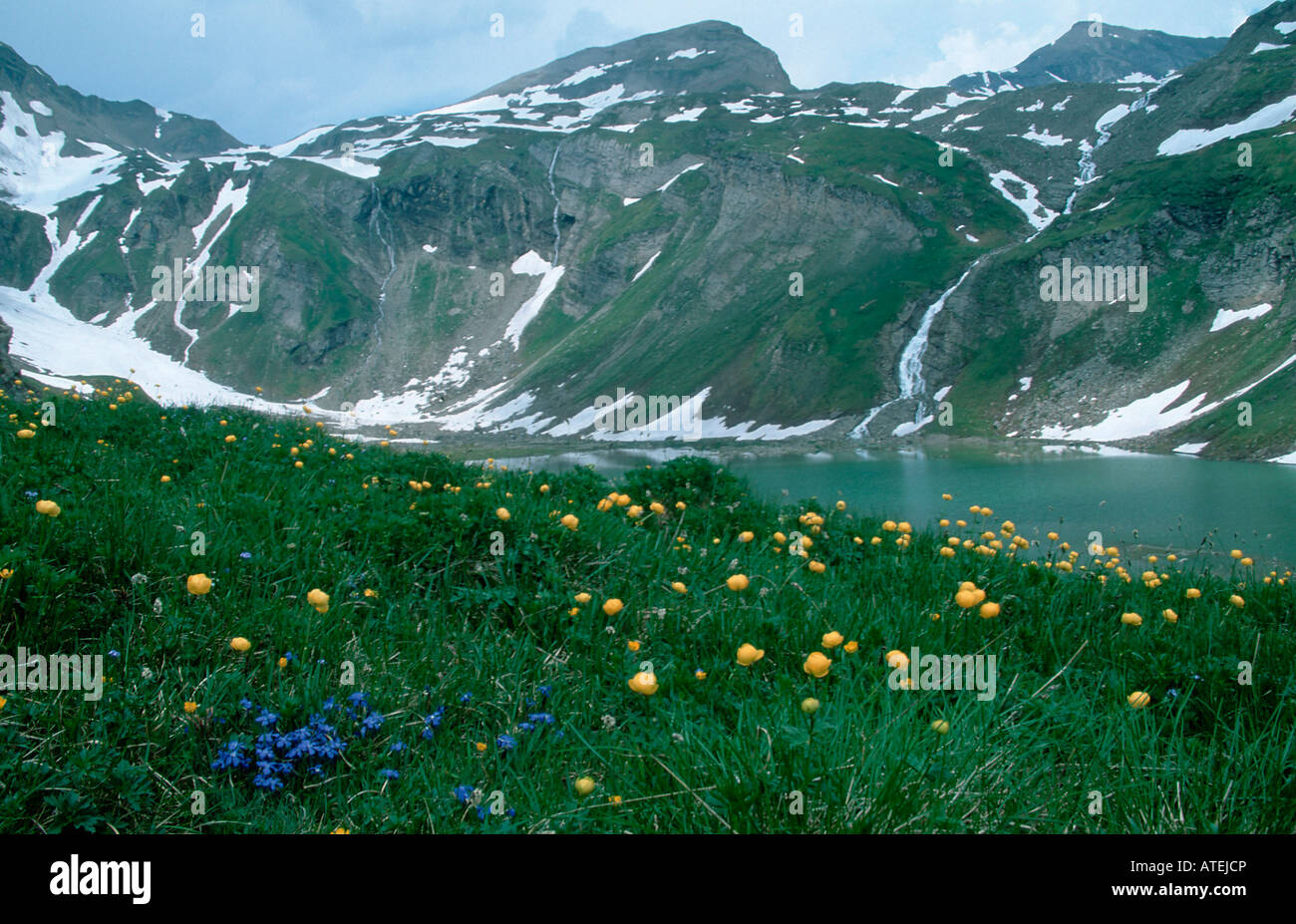 Alpine Flower Meadow Stock Photo - Alamy