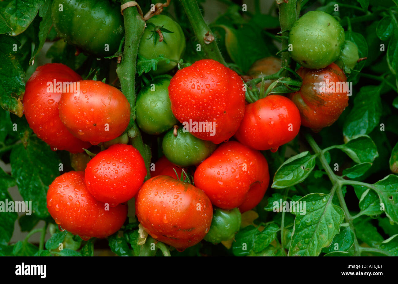 Tomatoe plants hi-res stock photography and images - Alamy