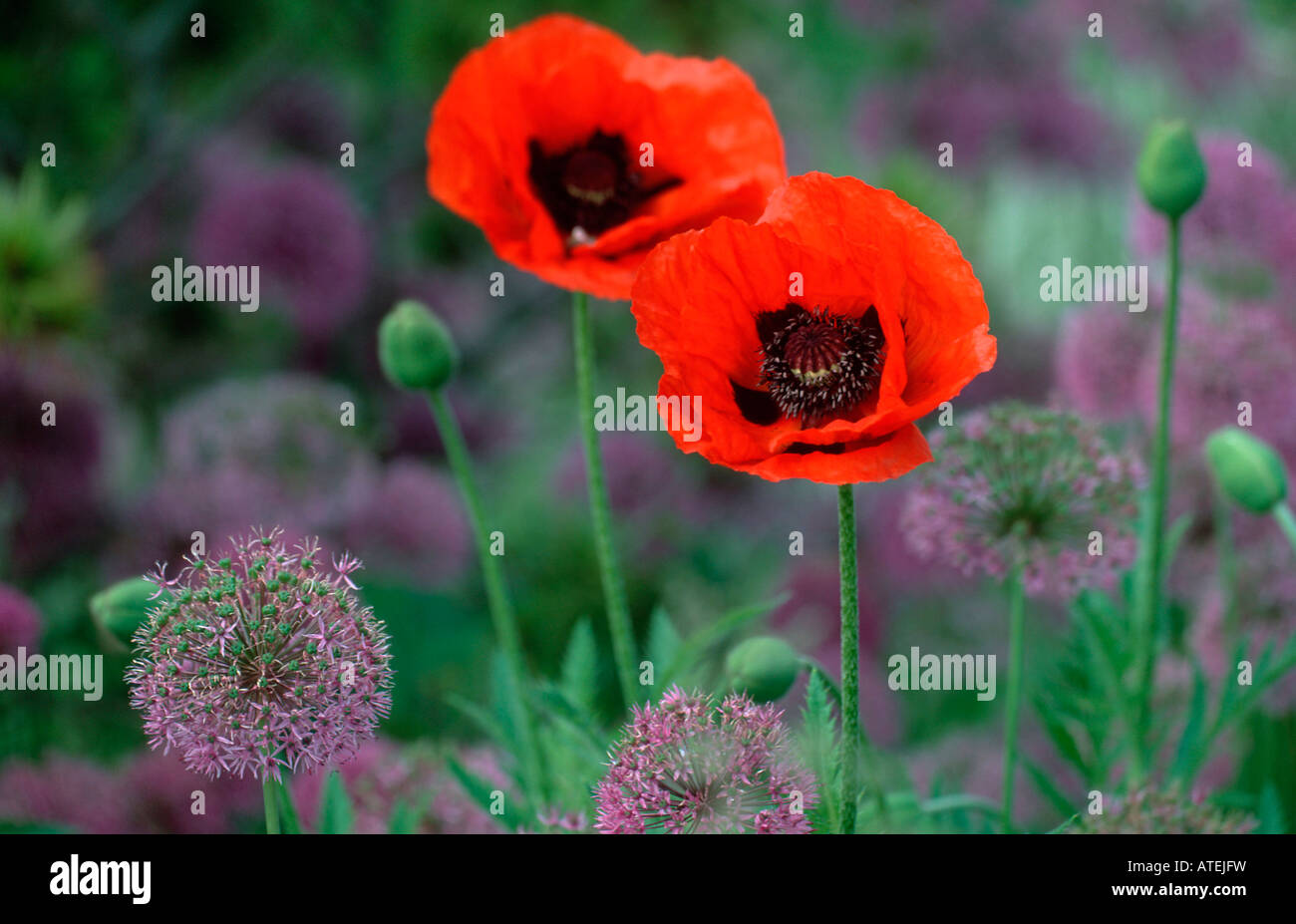 Beauty of livermere oriental poppy hi-res stock photography and images ...