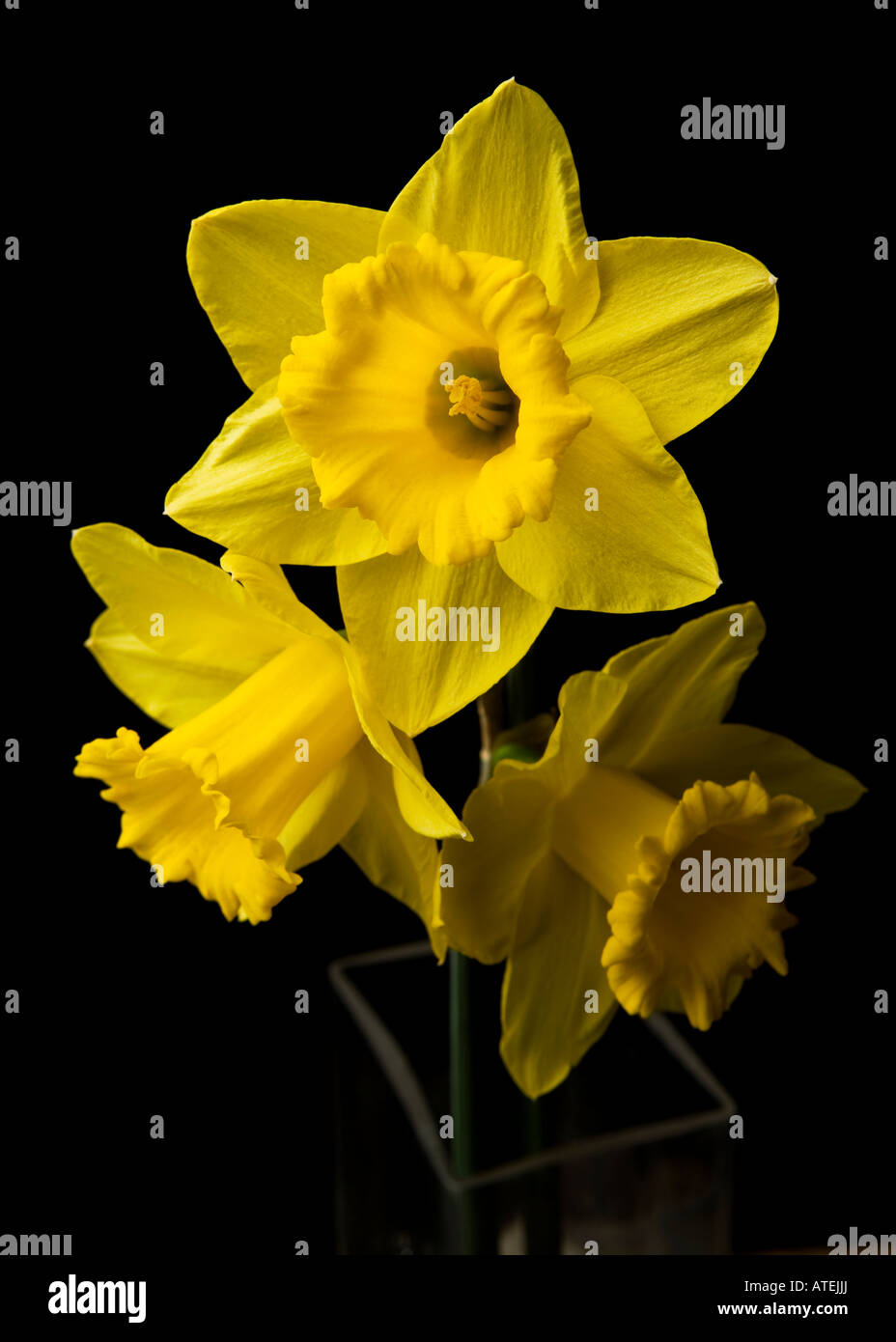 Close-up of 3 Daffodils heads with black background Stock Photo - Alamy