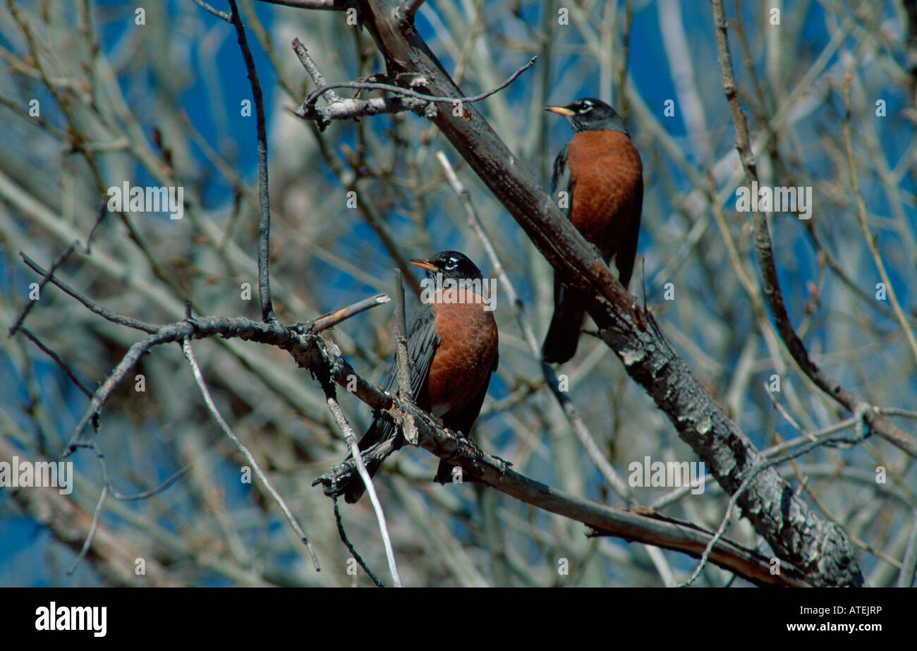 Robins pair hi-res stock photography and images - Alamy
