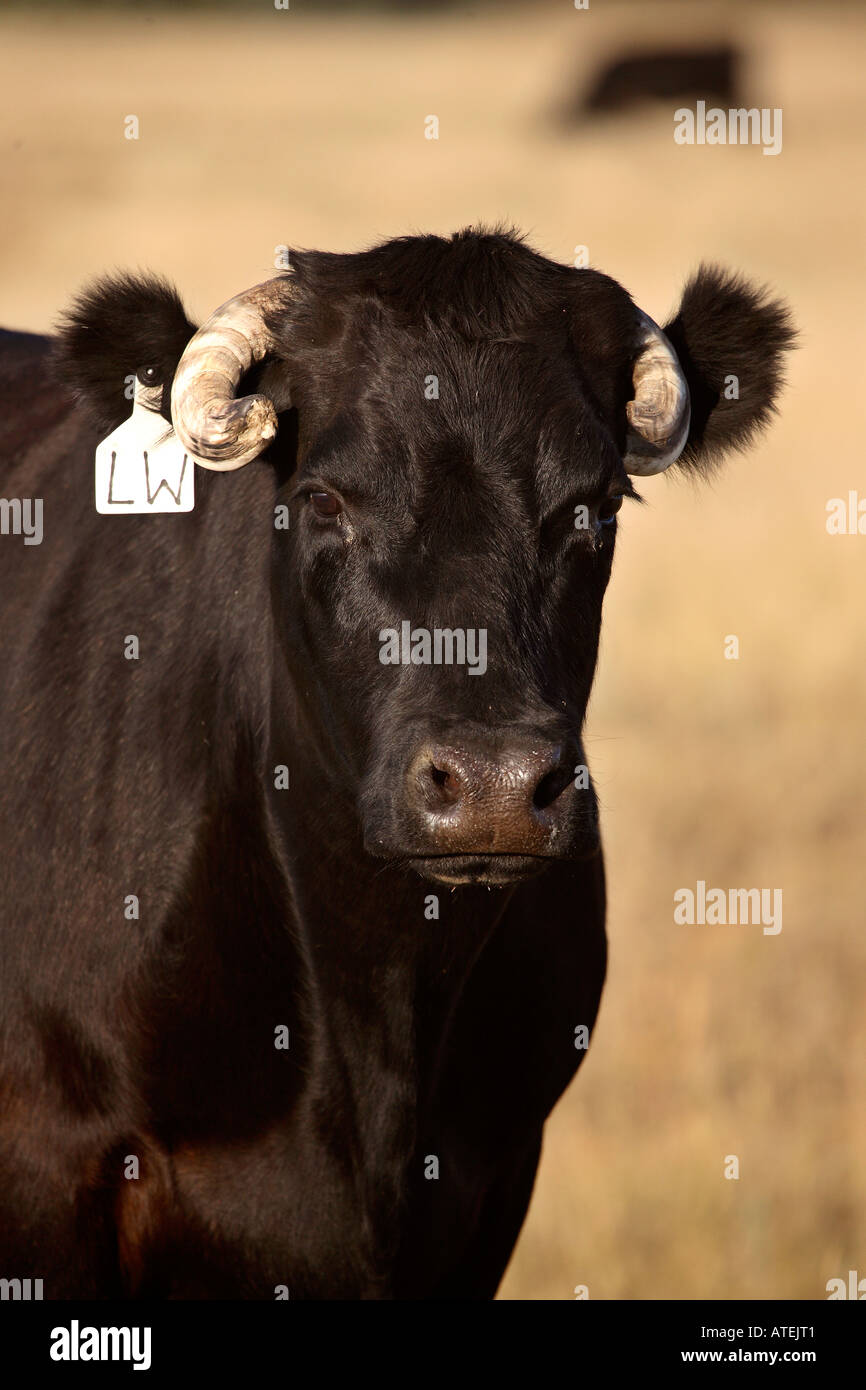 Odd shaped horns hi-res stock photography and images - Alamy