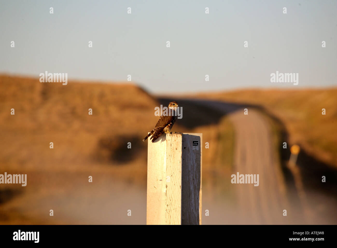 Merlin perched on road sign Stock Photo - Alamy