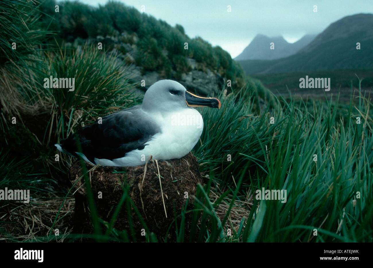 Grey headed albatross diomedea chrysostoma adult hi-res stock ...